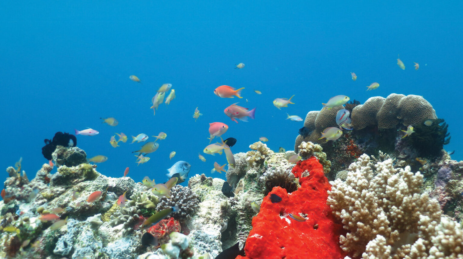 Healthy Coral Reefs of Indonesia (TeKSI) - Indonesian Conservation