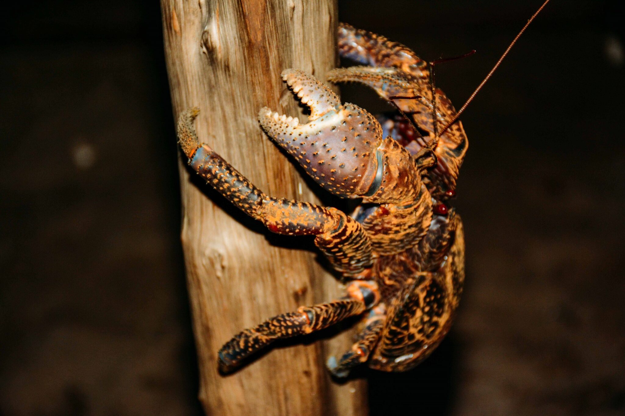 Ketam Kenari Raja Ampat: Dari Tangkapan Jadi Harapan - Konservasi Indonesia